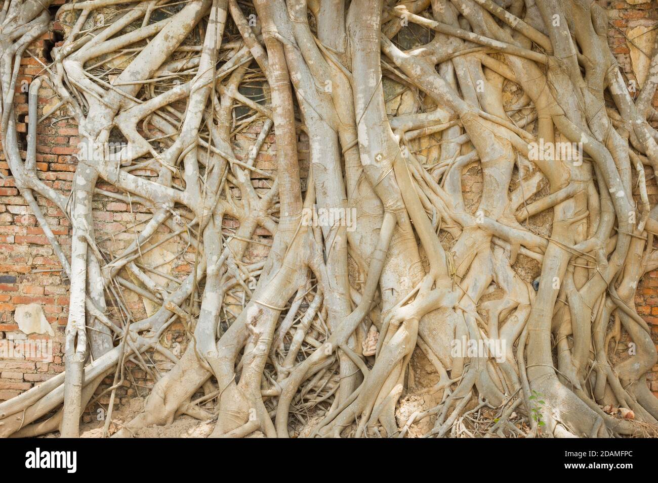 tree root covering the old brick wall in Temple, Thailand Stock Photo ...