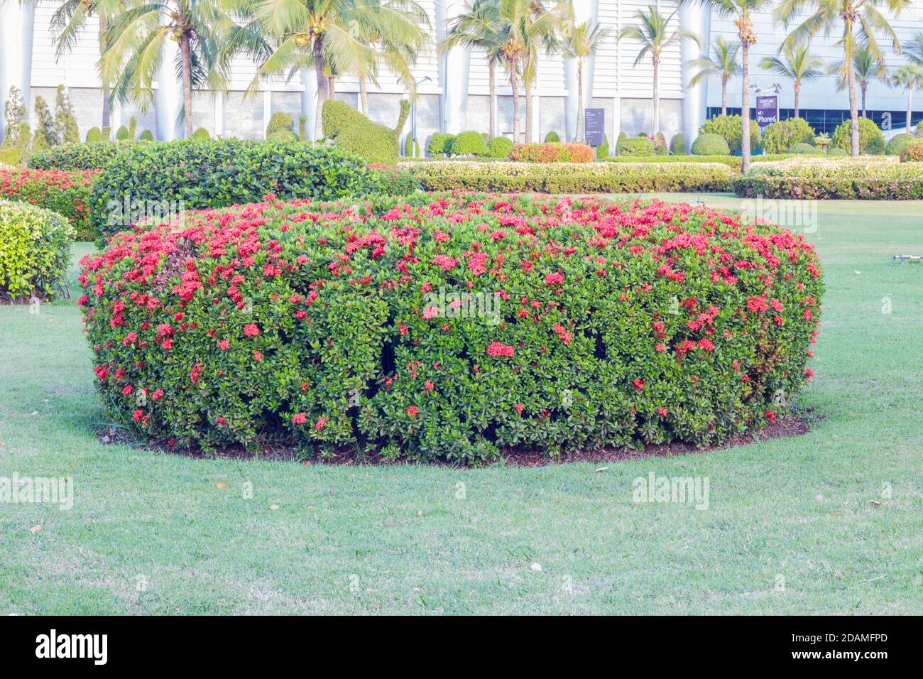 bush in garden Stock Photo - Alamy