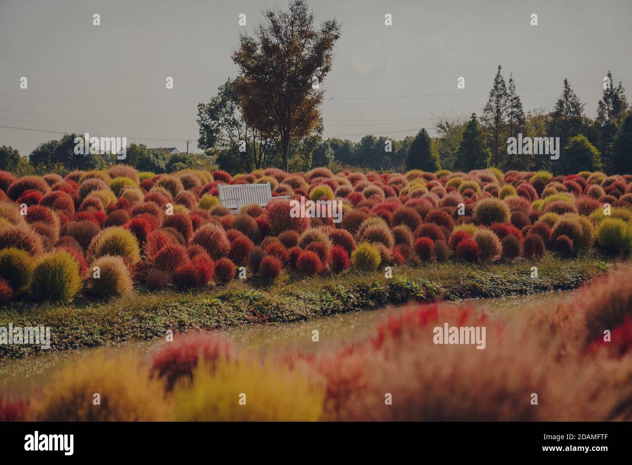 Kochia hi-res stock photography and images - Alamy