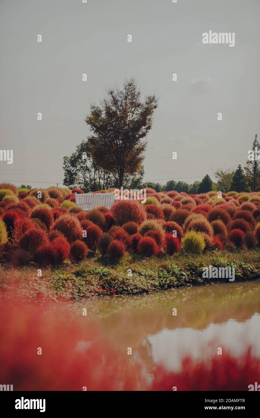 Kochia scoparia turns red in autumn Stock Photo - Alamy