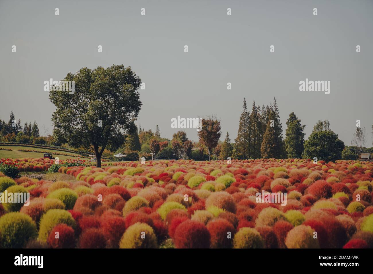 Kochia scoparia turns red in autumn Stock Photo - Alamy