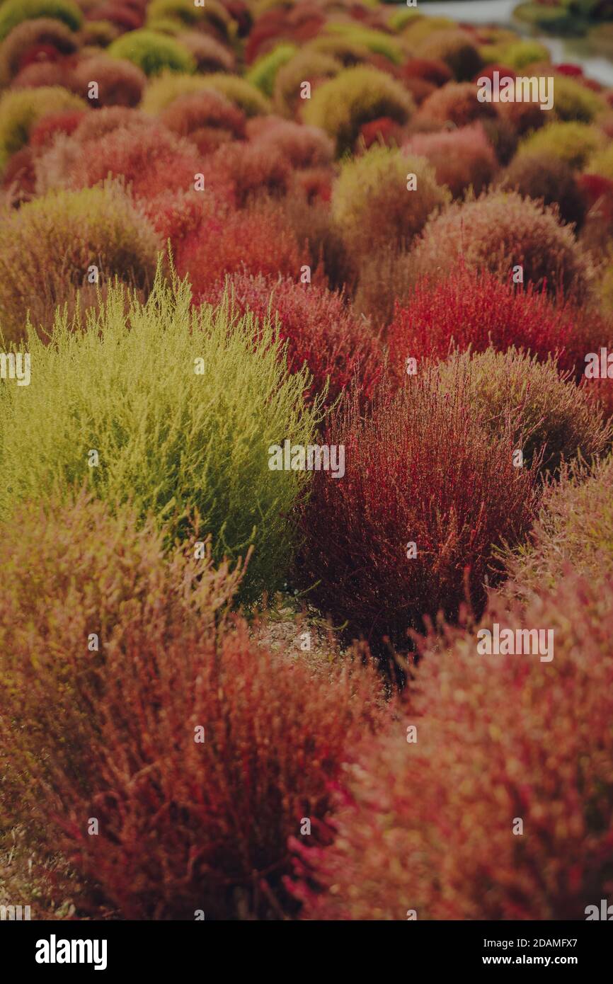 Kochia scoparia turns red in autumn Stock Photo - Alamy