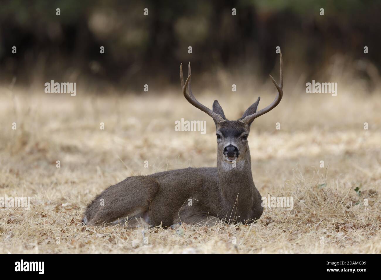 Black-tailed Deer Stag Resting Stock Photo - Alamy