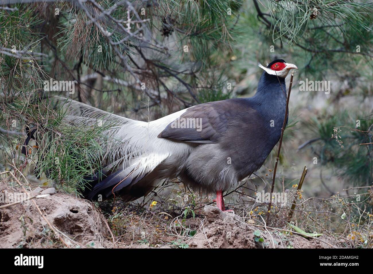 Brown Eared Pheasant (Crossoptilon mantchuricum), Xuanzhong Temple ...
