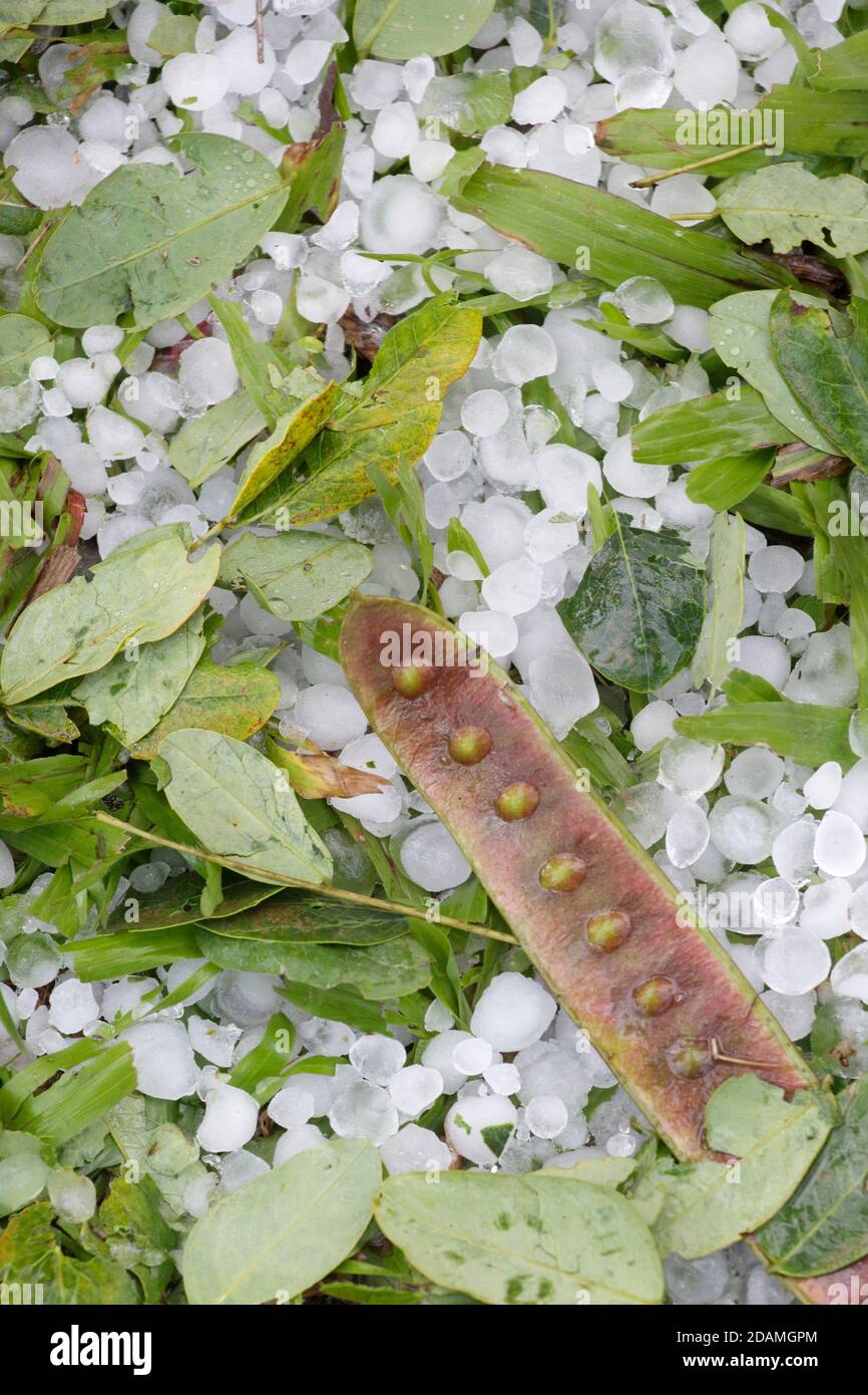 Broken pod hi-res stock photography and images - Alamy