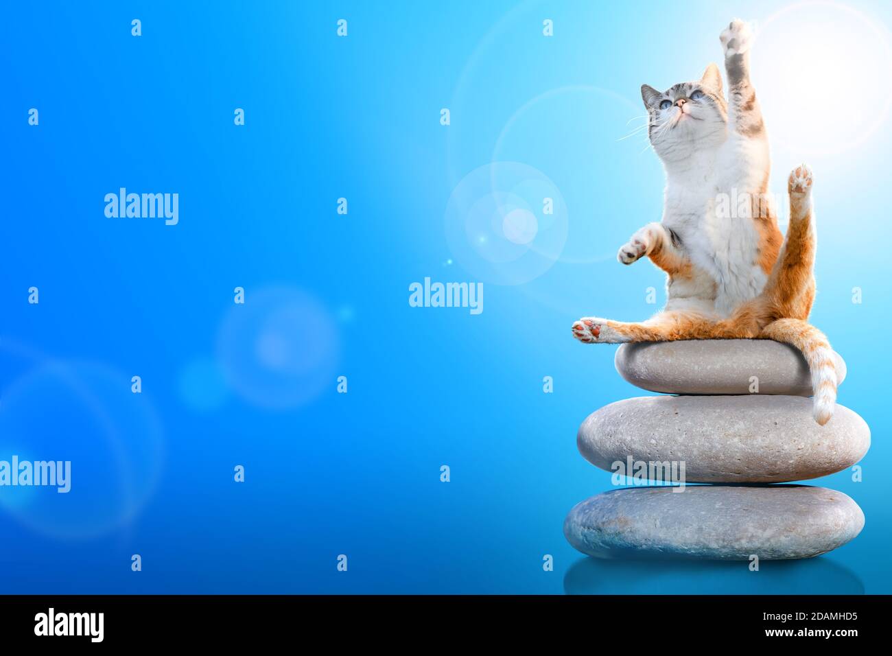 Yoga cat pose hi-res stock photography and images - Alamy