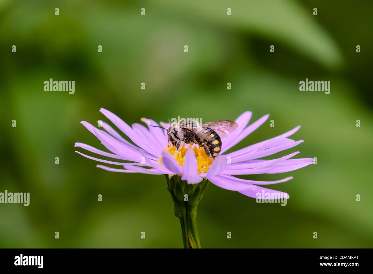 Close-up of a bee pollinating a violet daisy flower Stock Photo - Alamy