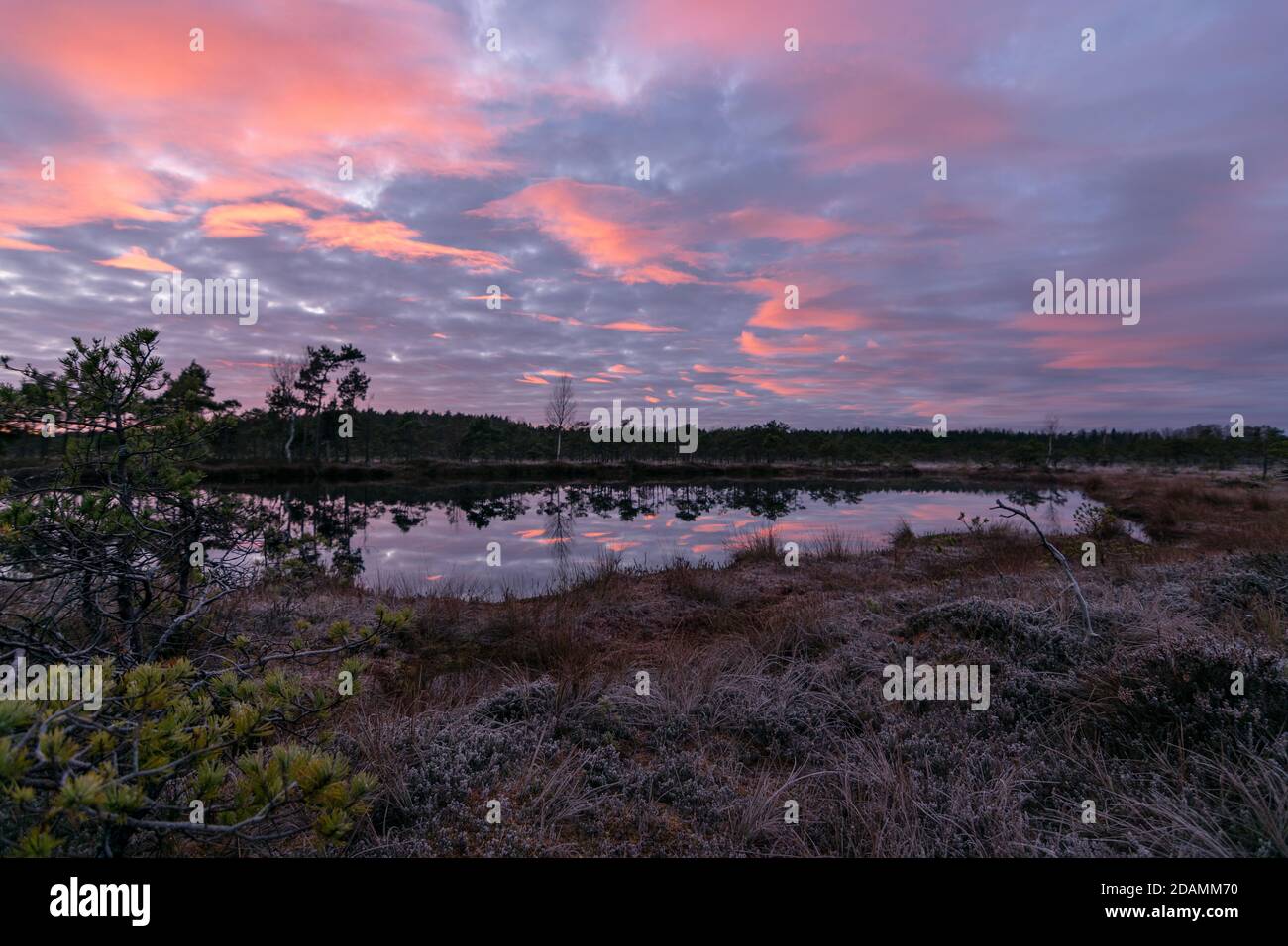 colorful sunrise over bog, dark bog tree silhouettes, gorgeous sky ...