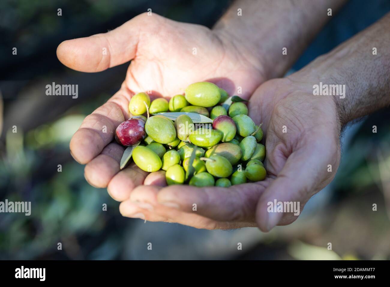 Olive crush mill hi-res stock photography and images - Alamy