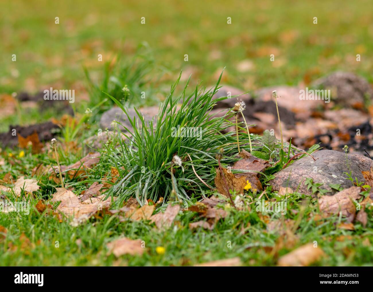 autumn leaf background, green grass cluster, ground texture in autumn ...