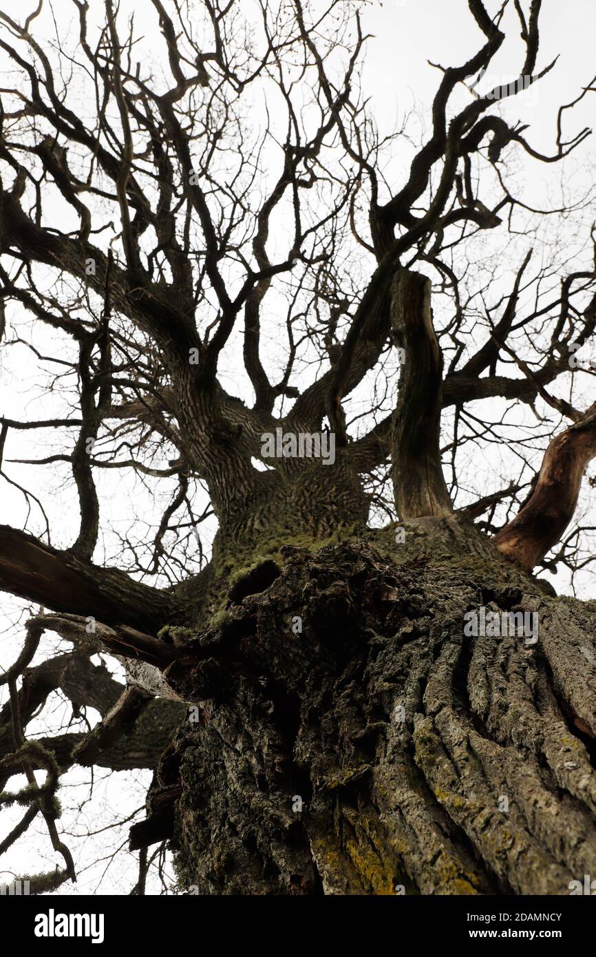 Low angle of tree hi-res stock photography and images - Alamy