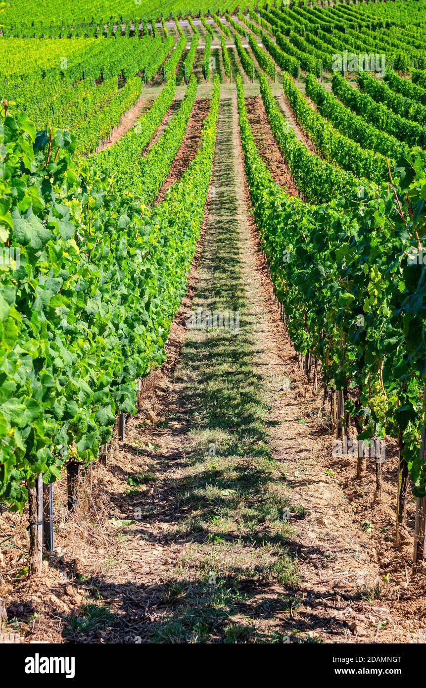 Trellis top hi-res stock photography and images - Alamy