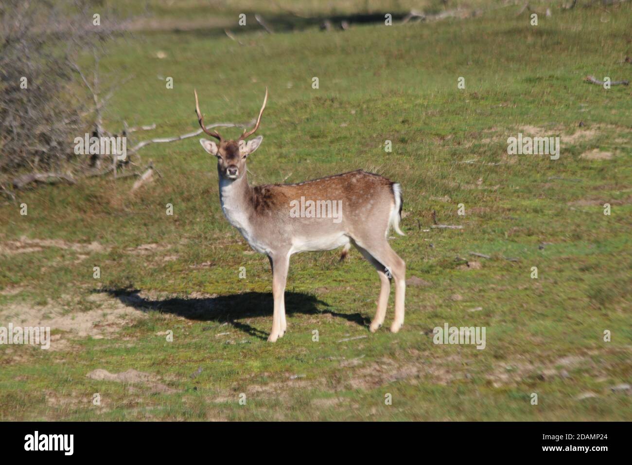 Fallow deer in the wild in the Amsterdamse Waterleidingduinen nature ...