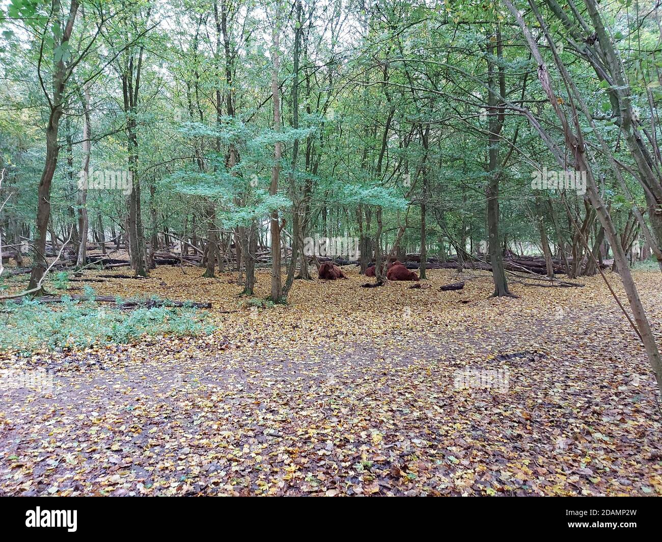 Scottish Highlander cows at the Laagse Bergse Bos in the Netherlands ...