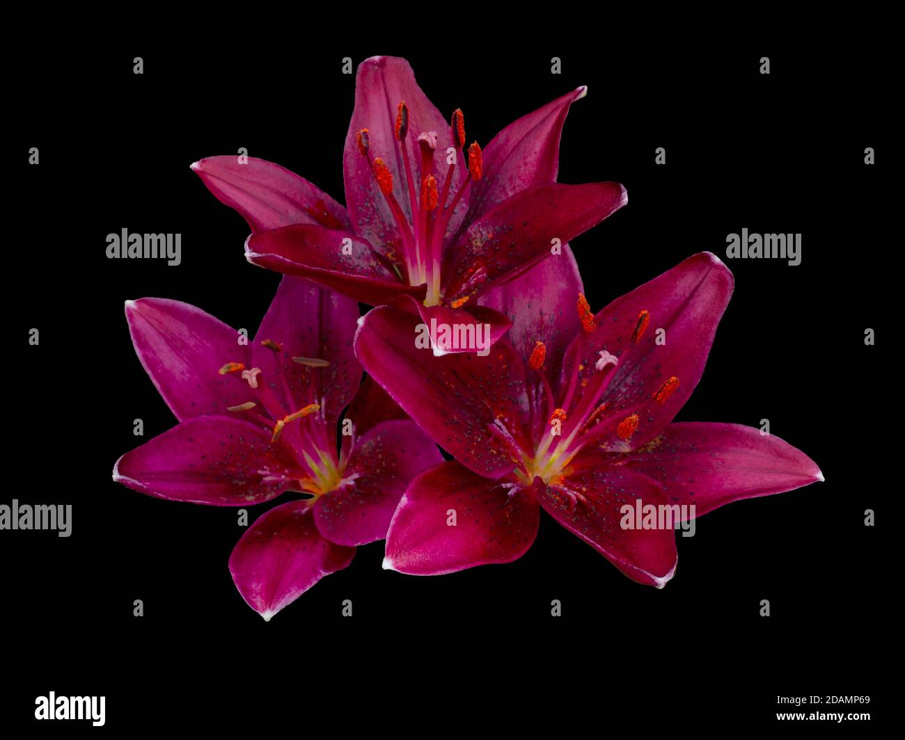 Lily varieties flowers Stock Photo - Alamy