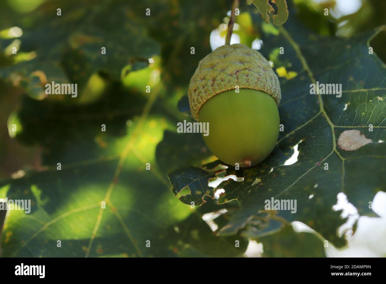 Fresh and young acorn on the tree Stock Photo - Alamy