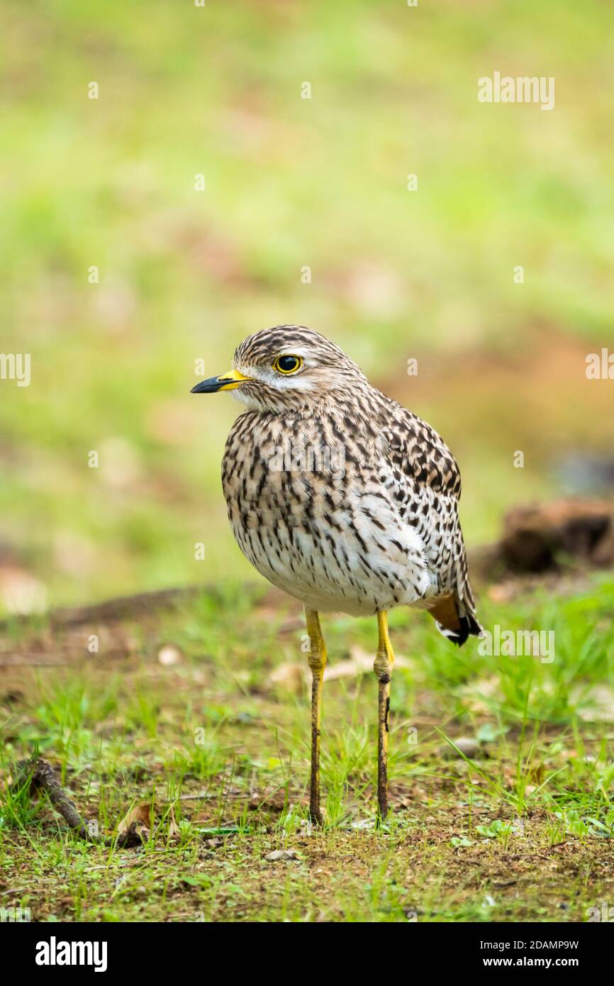 African dikkop hi-res stock photography and images - Alamy
