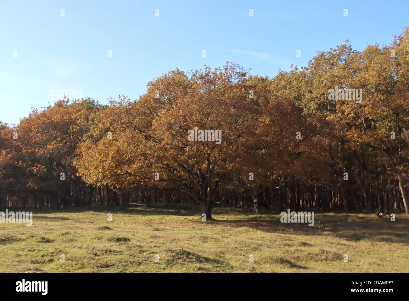 Colorful trees with brown leaves at Amsterdamse Waterleidingduinen ...