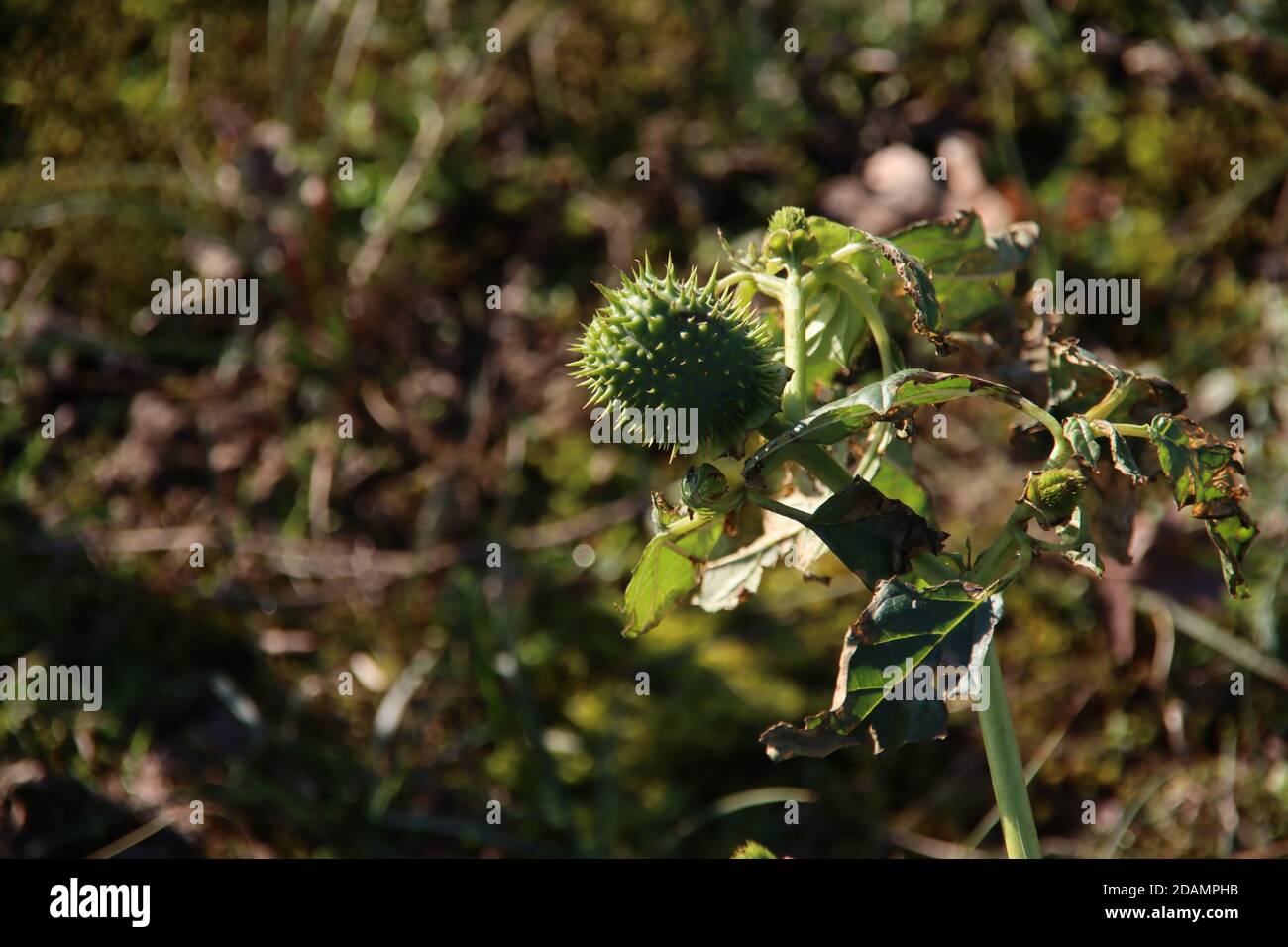 Jimson weed or Datura stramonium in green color in the dunes of the ...