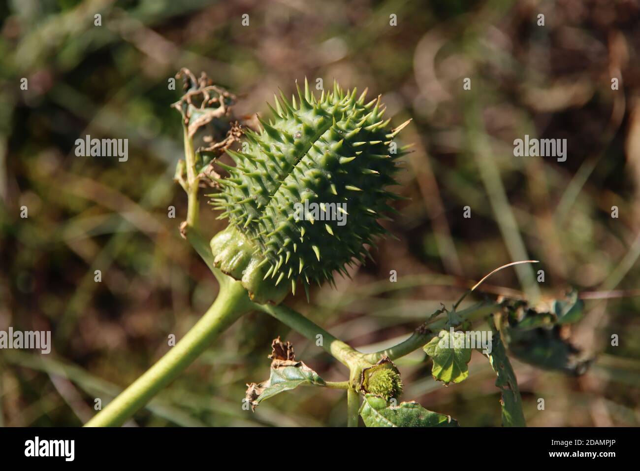 Jimson weed or Datura stramonium in green color in the dunes of the ...