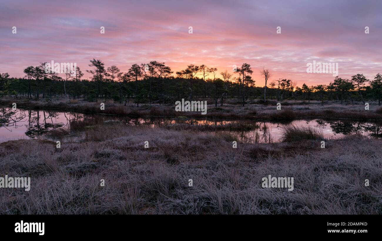 colorful sunrise over bog, dusk hour, dark swamp tree silhouettes ...