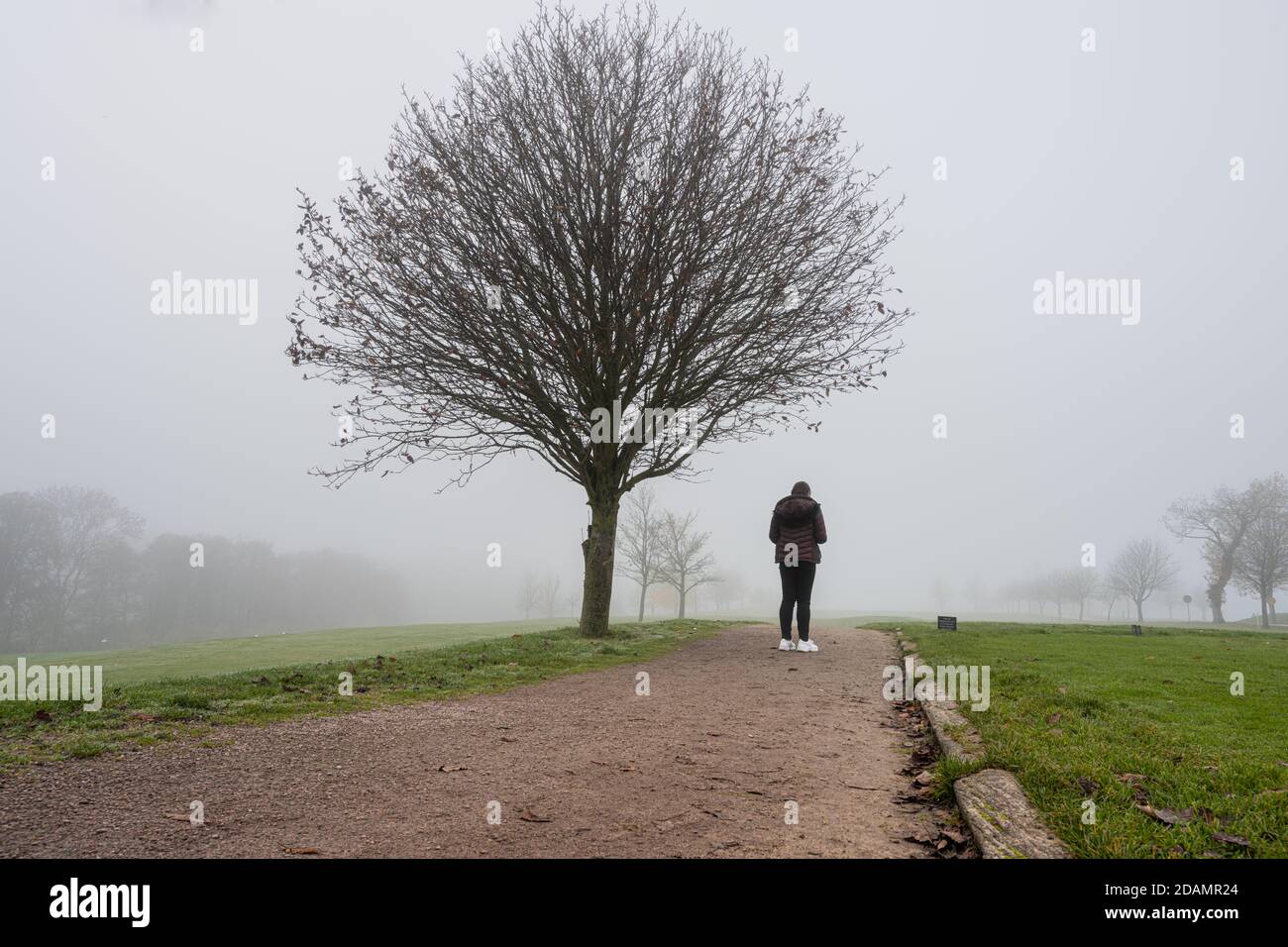 A willow tree with a misty background. Picture from Scania county ...