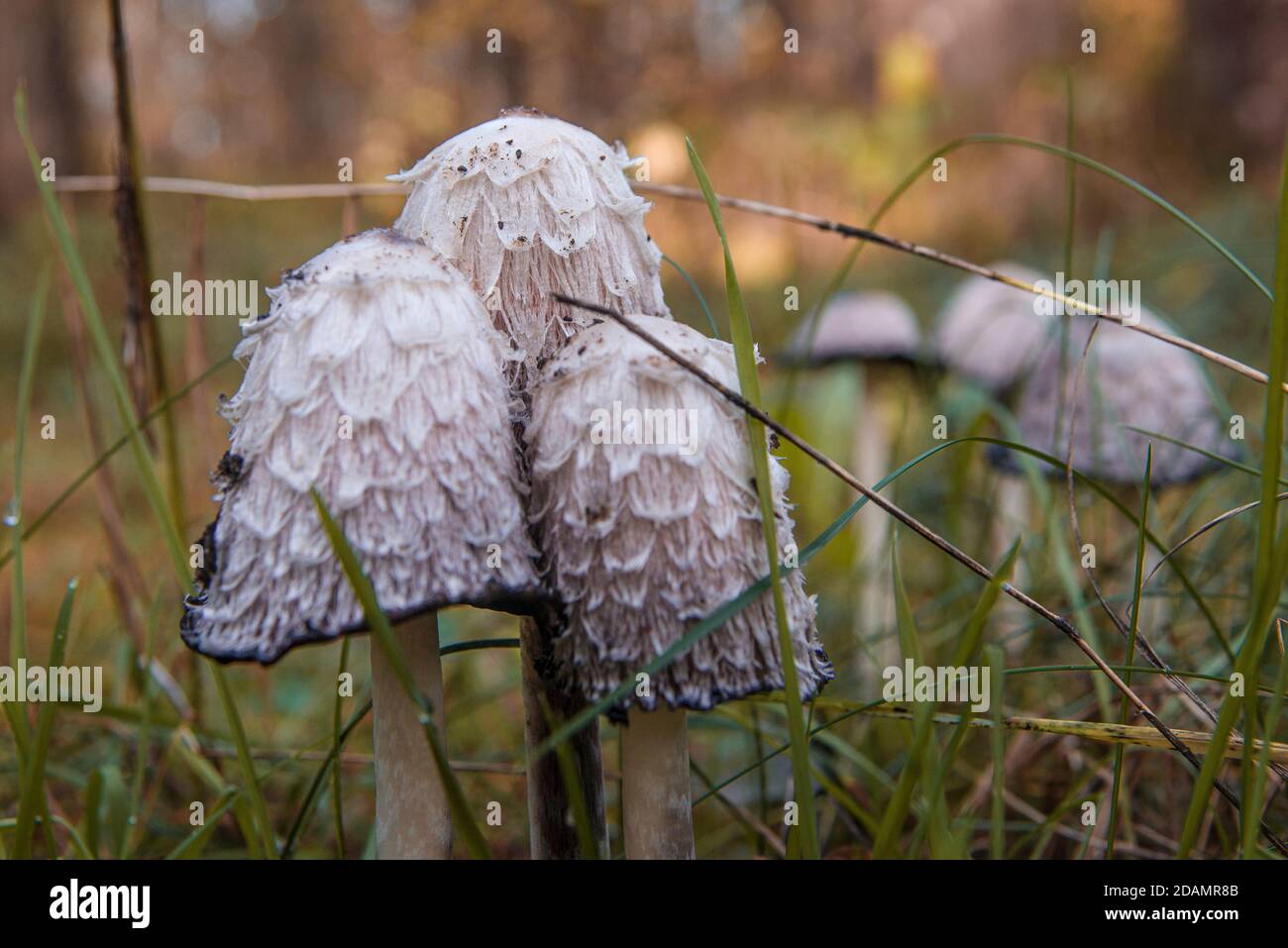 Coprinus Comatus Look Alikes