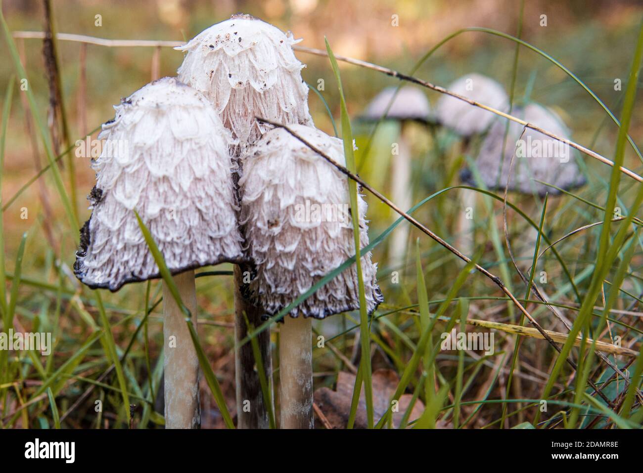 Coprinus comatus, is a common fungus often seen growing on lawns, along ...