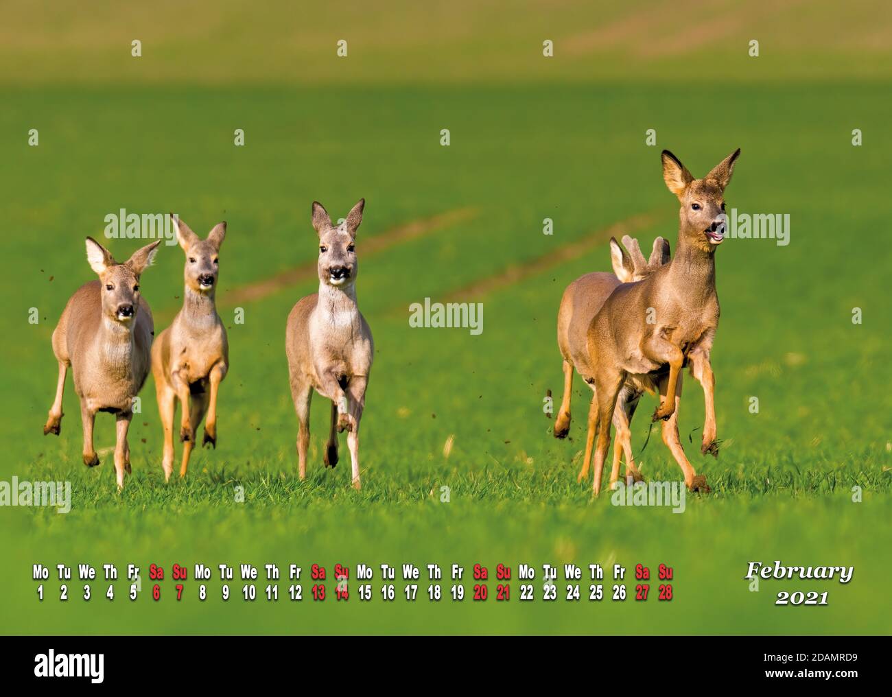 Horizontal wildlife calendar hi-res stock photography and images - Alamy