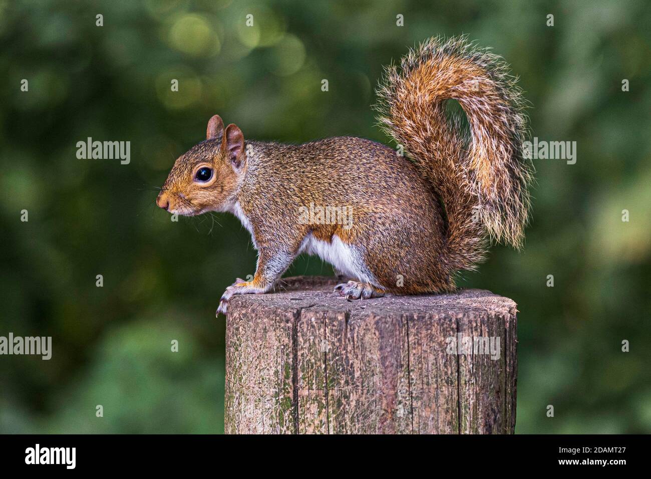 Healthy squirrel hi-res stock photography and images - Alamy