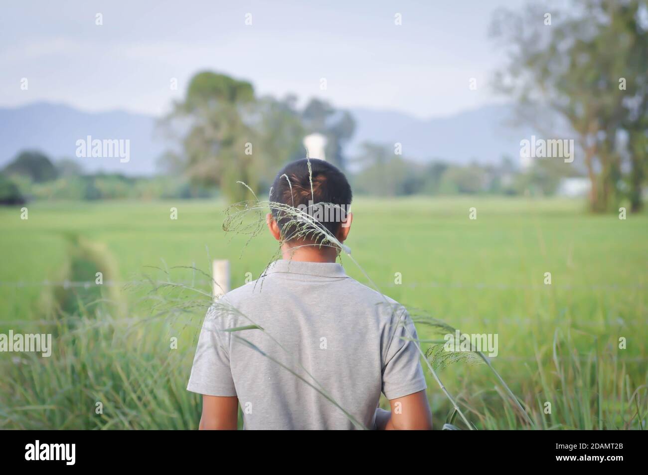 back of man ,man and the paddy field or rice field Stock Photo - Alamy