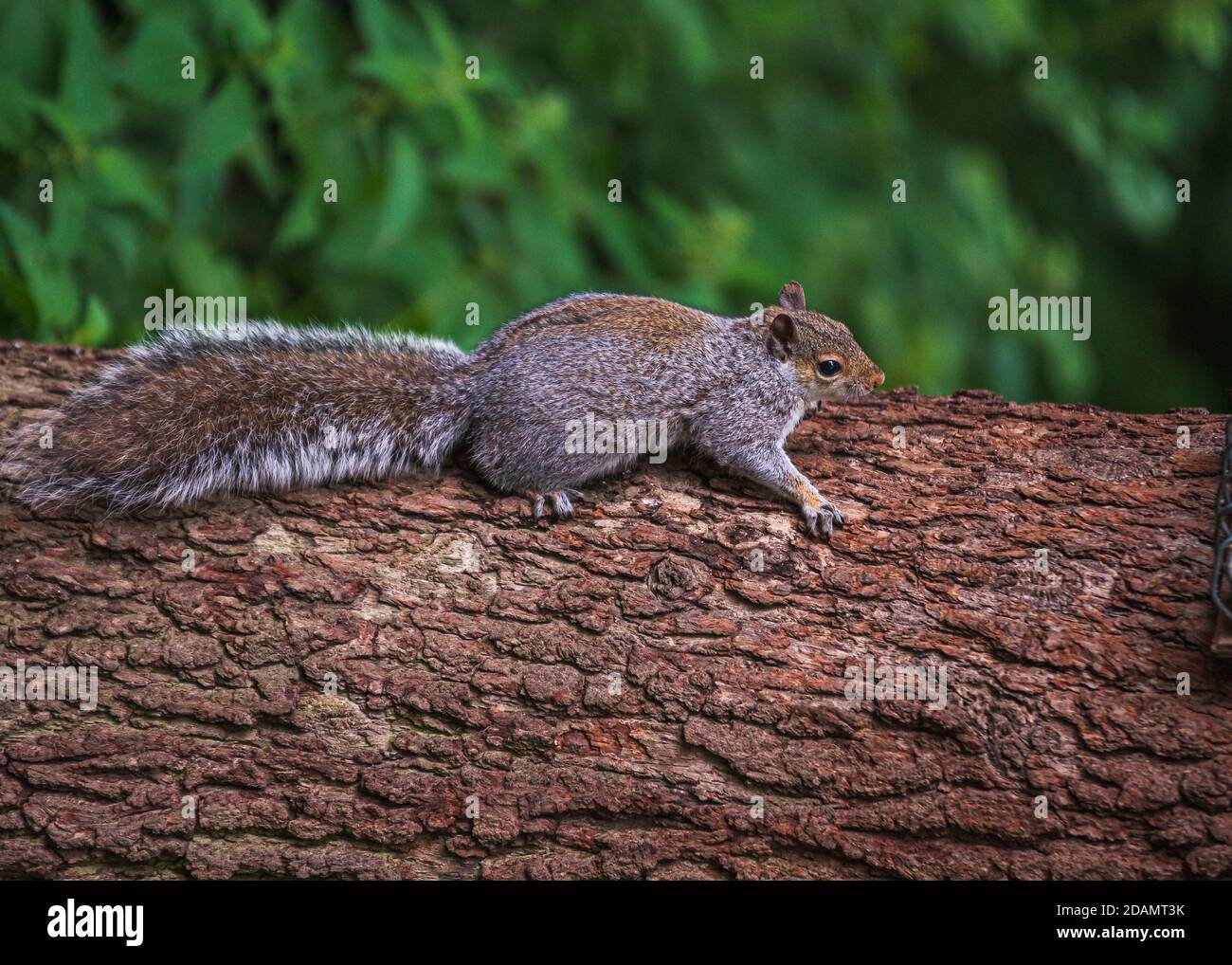 Sly squirrel hi-res stock photography and images - Alamy