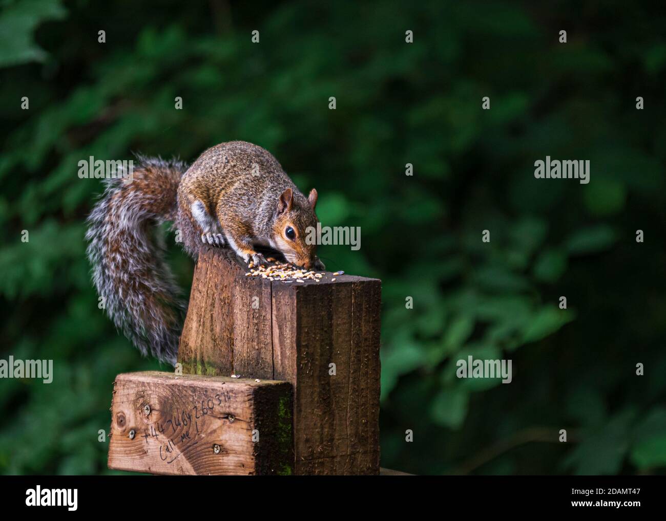 Sly squirrel hi-res stock photography and images - Alamy