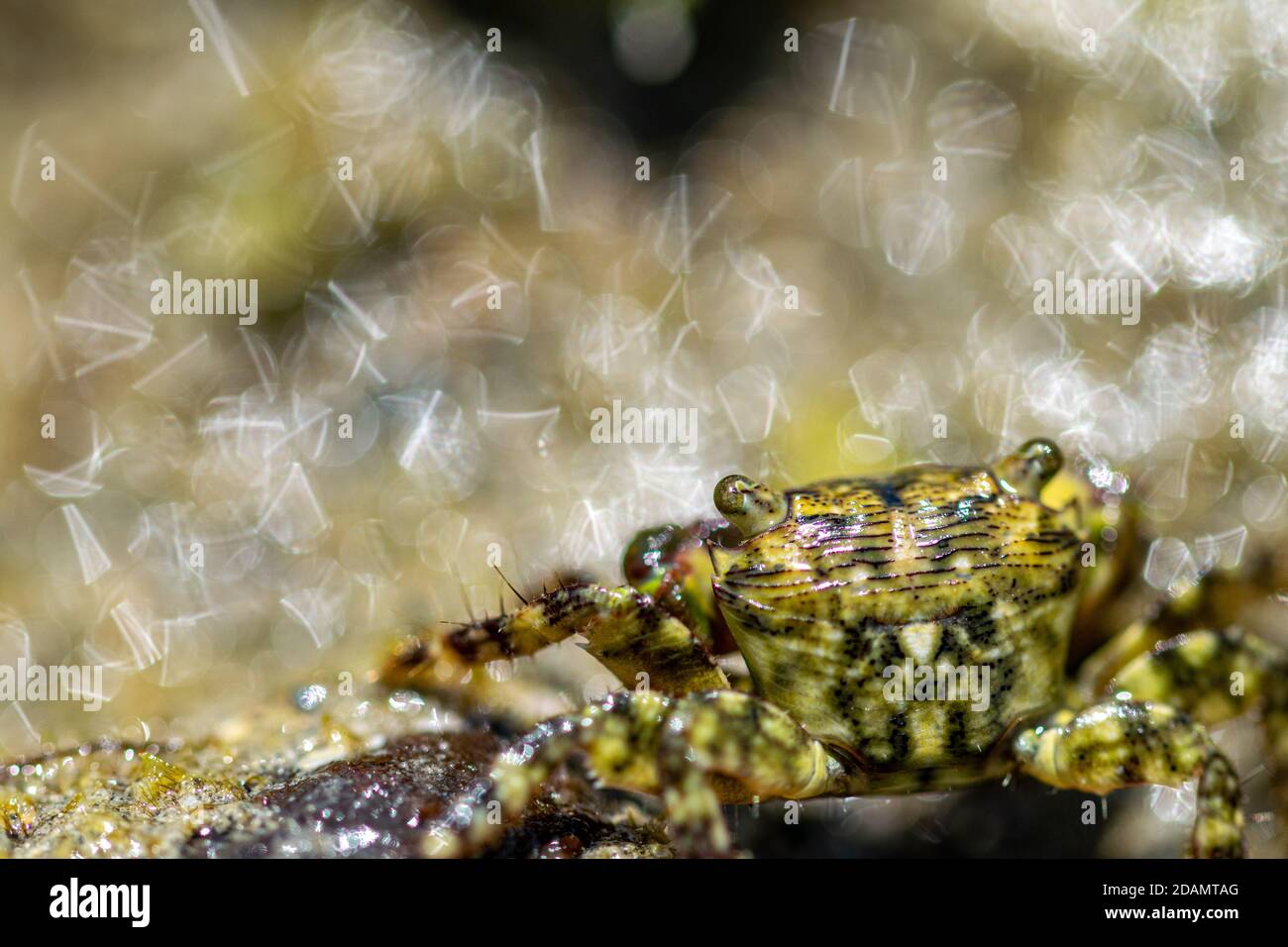 Small aquatic invertebrates hi-res stock photography and images - Alamy