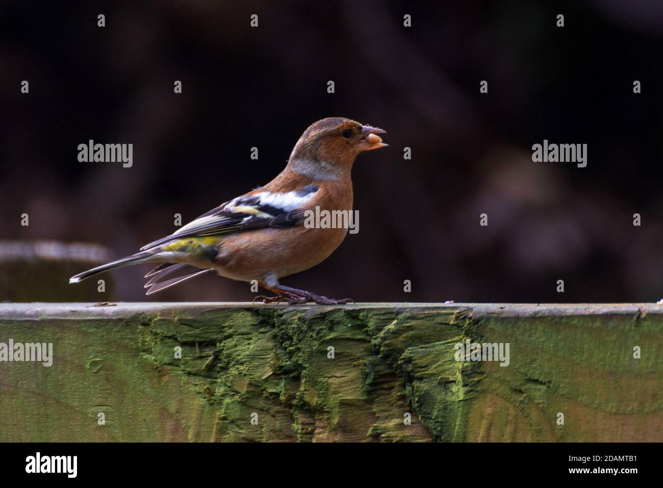 Feeding birds in winter forest hi-res stock photography and images - Alamy