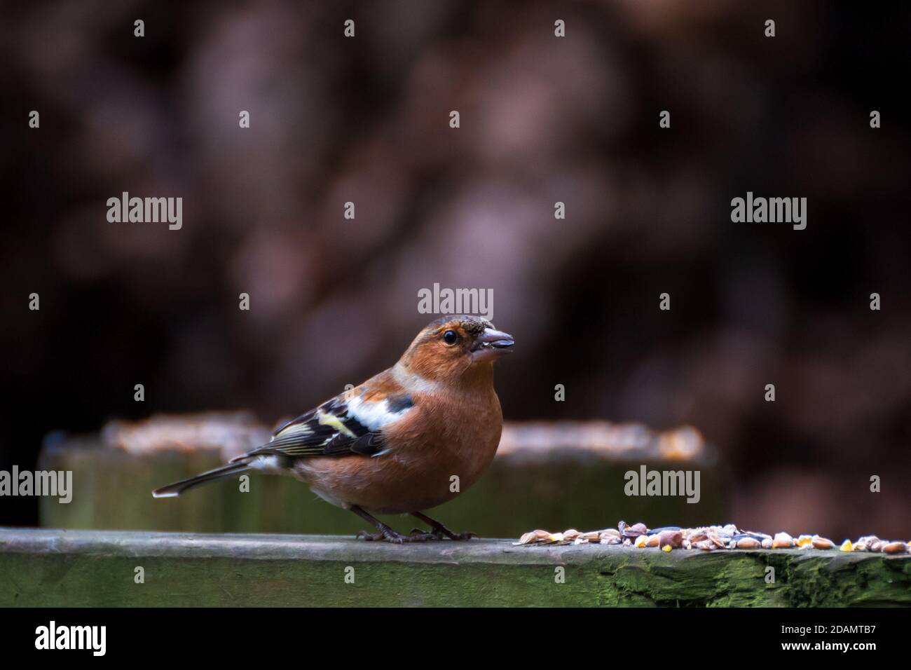 Feeding birds in winter forest hi-res stock photography and images - Alamy