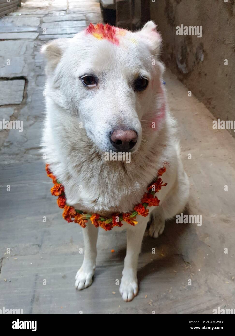 November 14, 2020, Kathmandu, Nepal: A dog is worshiped during the ...