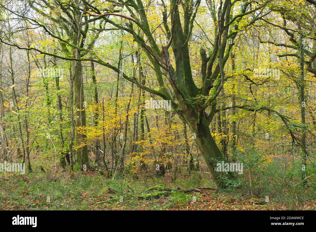 Beech tree in the forest on the Cotentin peninsula, Normandy. France ...