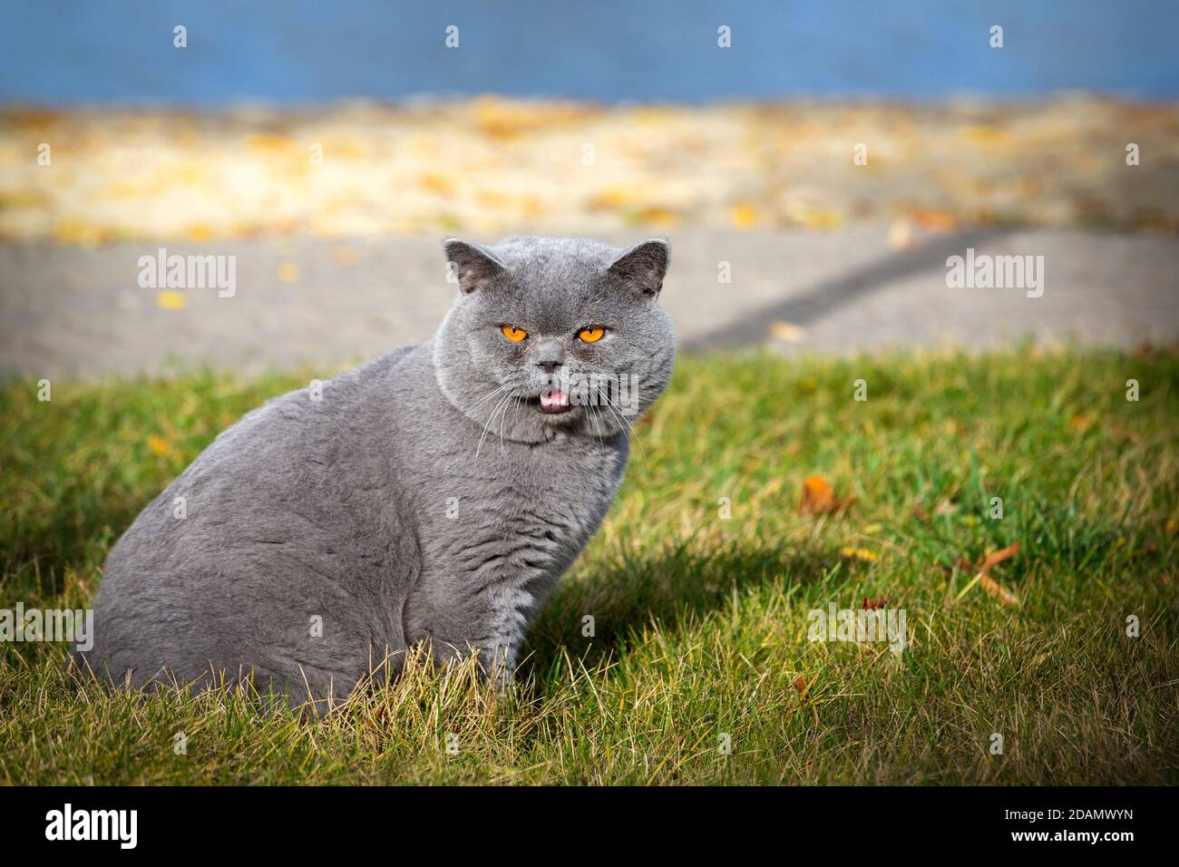British cat walking on the street Stock Photo - Alamy