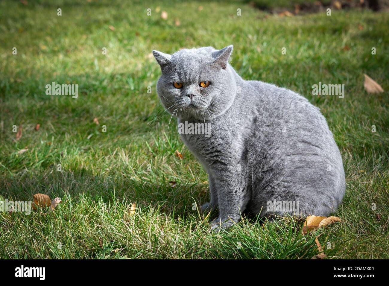 British cat walking on the street Stock Photo - Alamy