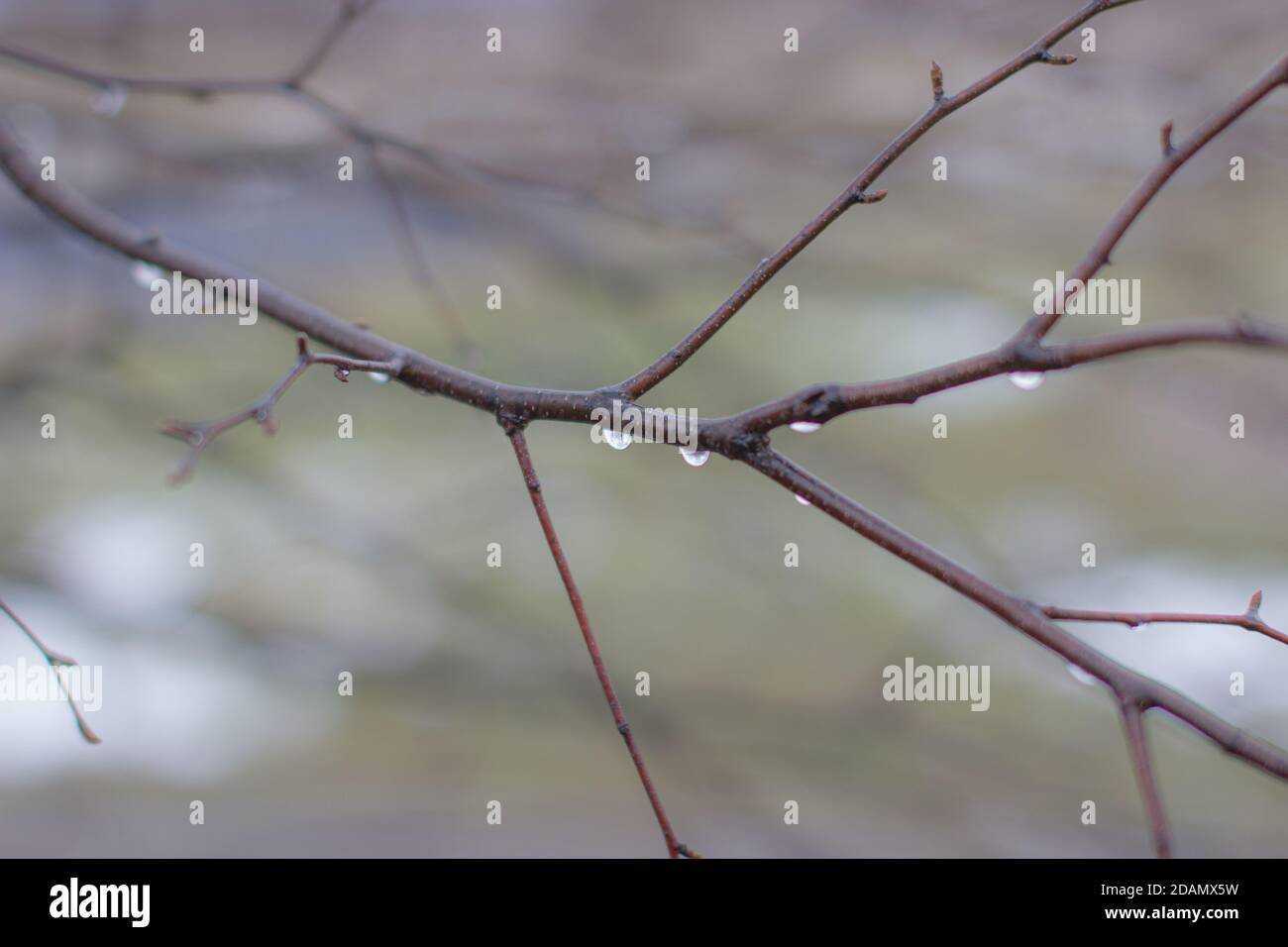 Water drops after rain on tree branches with a blurred background ...