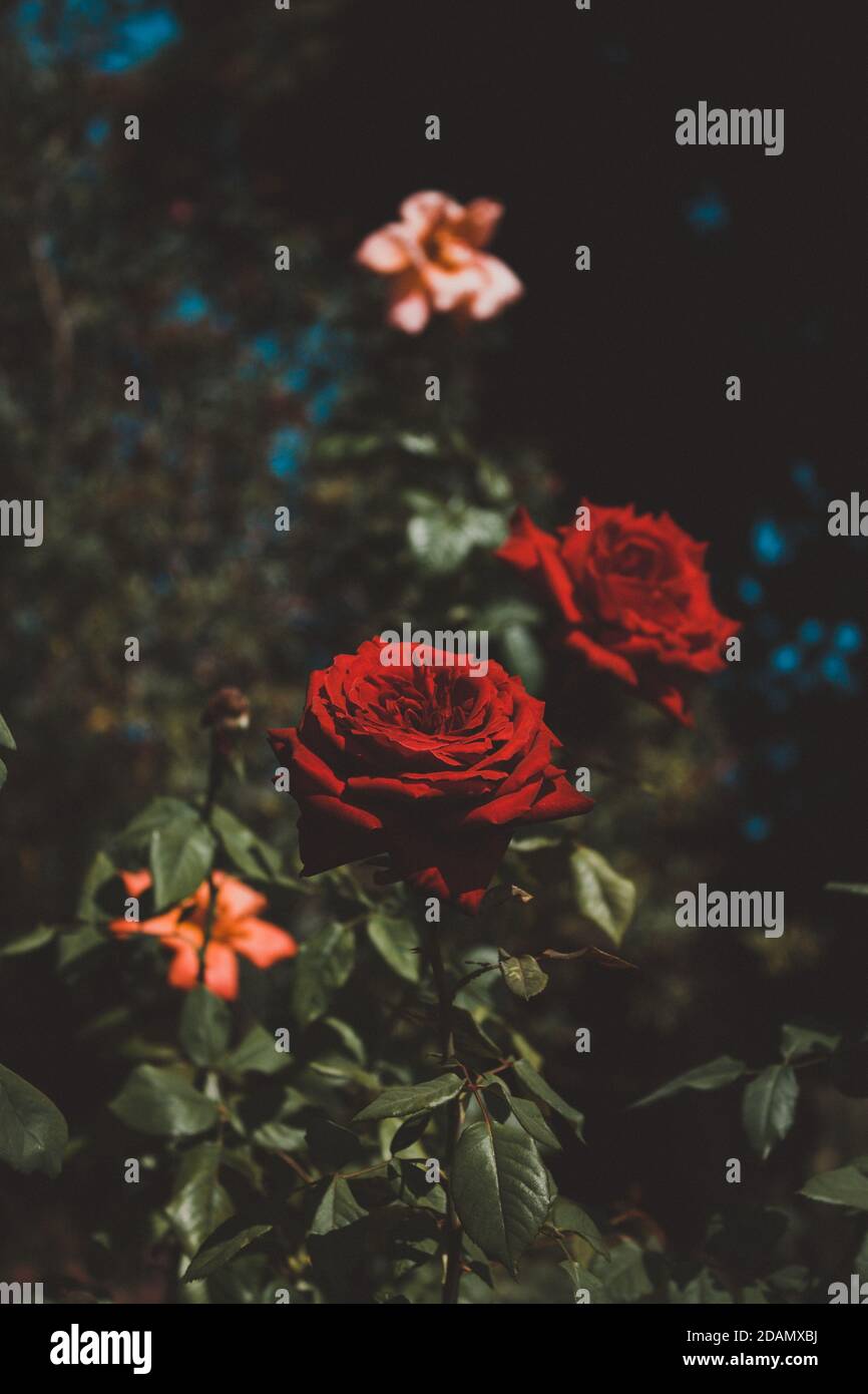 Two red roses with green leaves around Stock Photo - Alamy