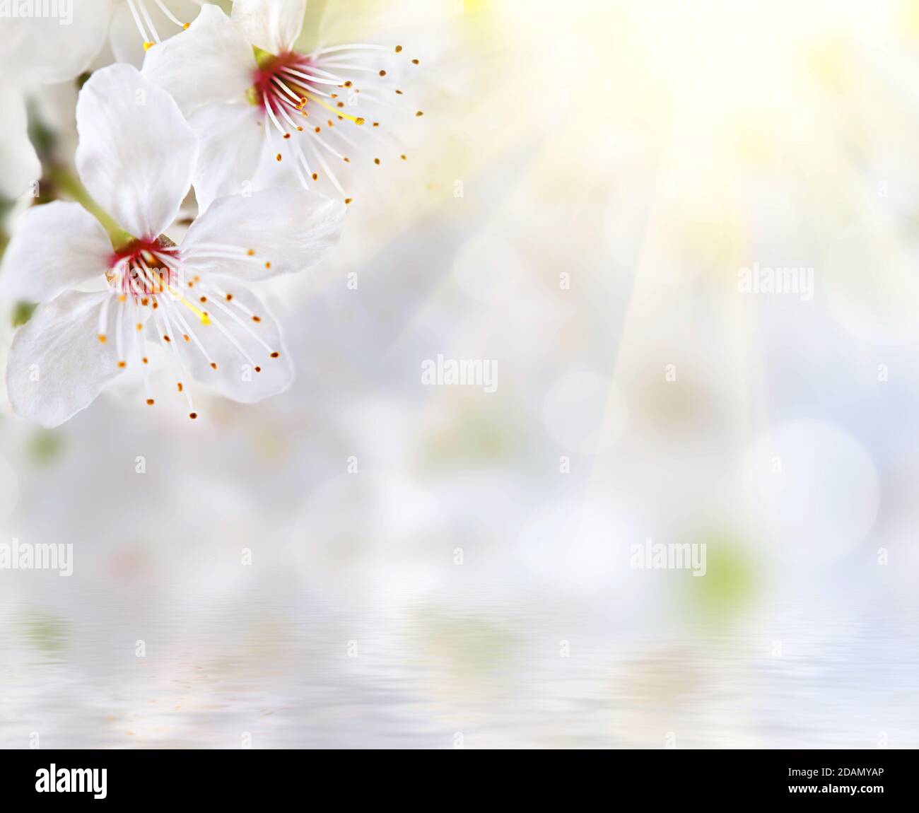 Soft floral background. Spring flowers Stock Photo - Alamy