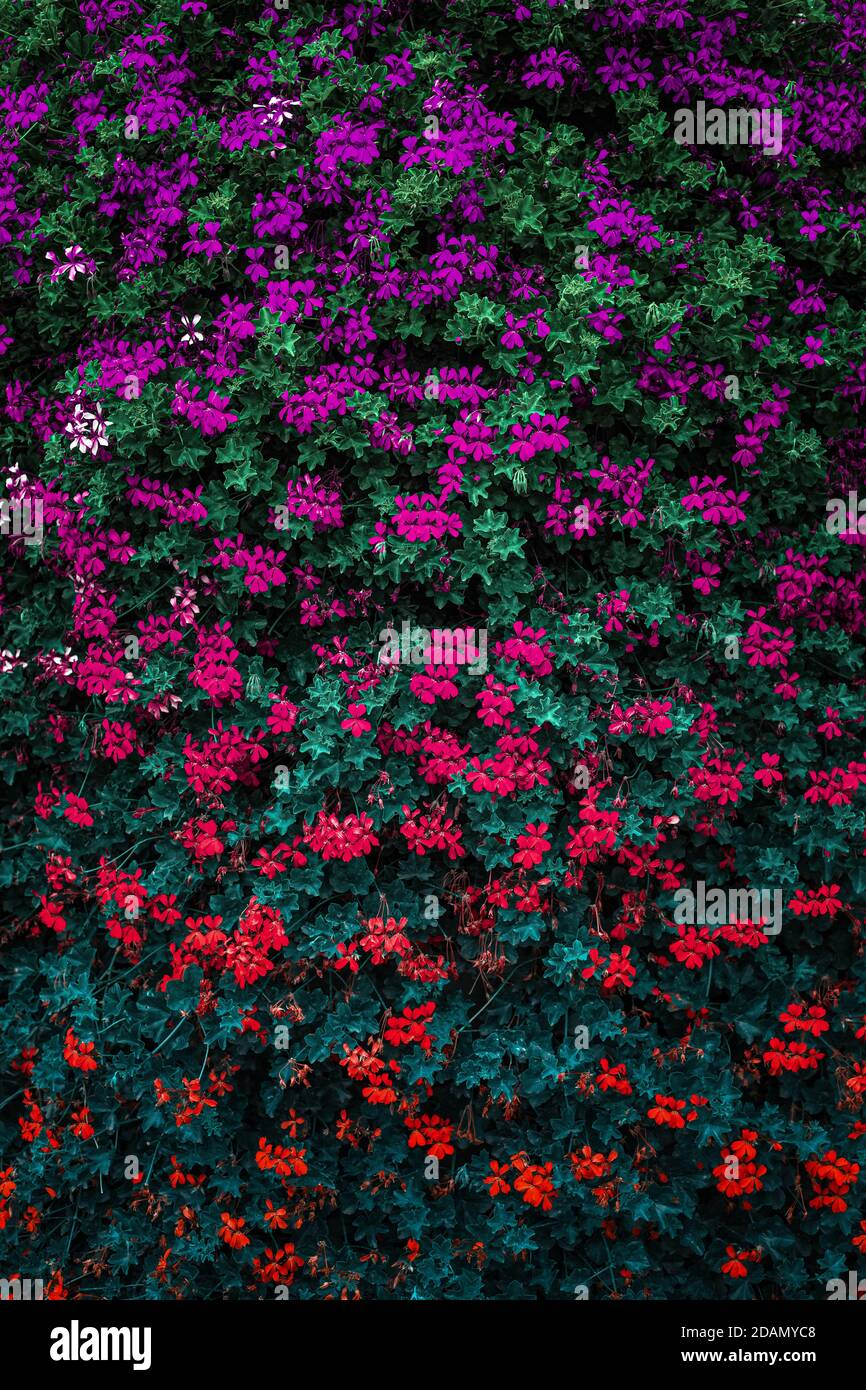 Colorful floral background from small flowers Stock Photo - Alamy