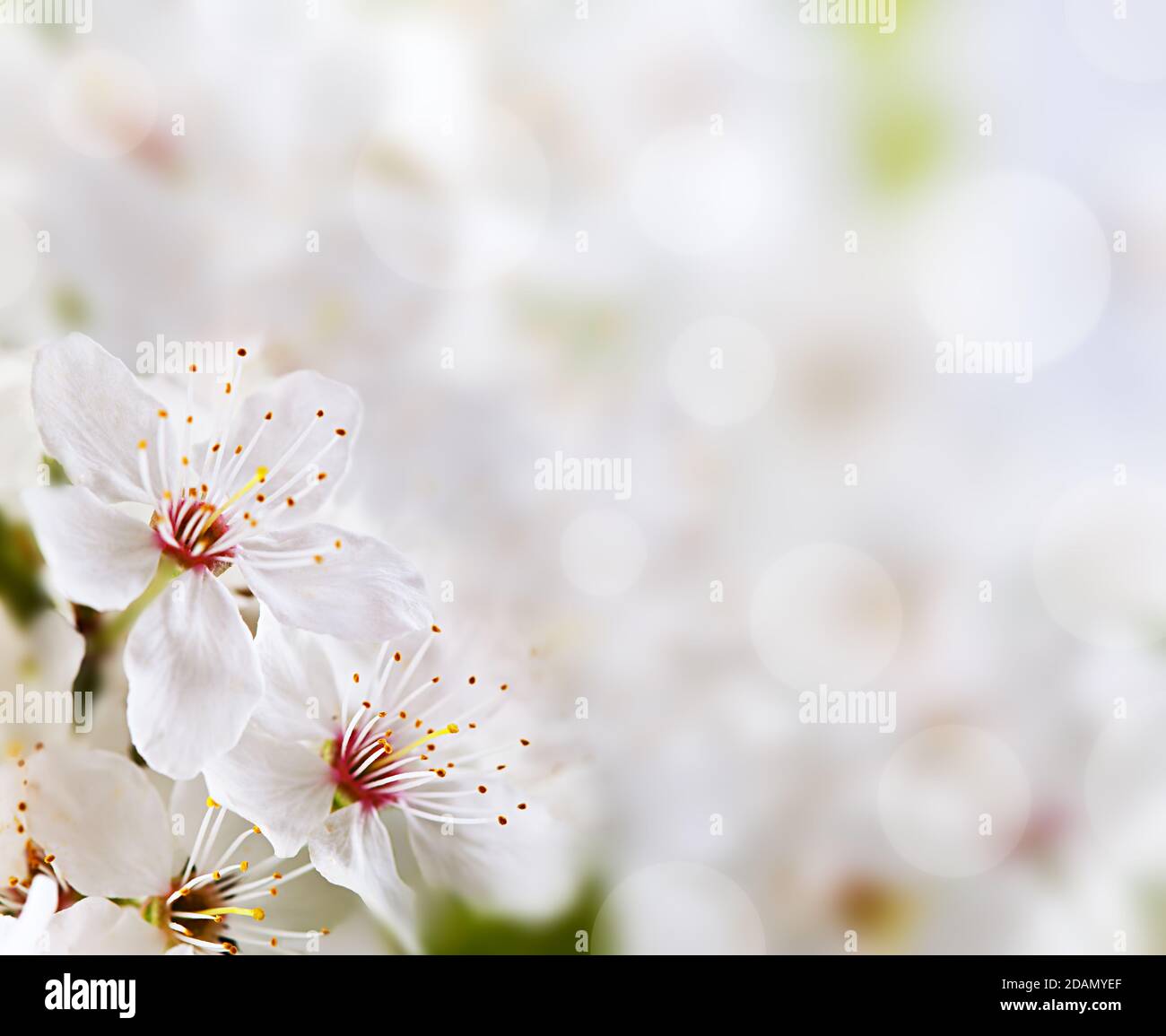 Soft floral background. Spring flowers Stock Photo - Alamy