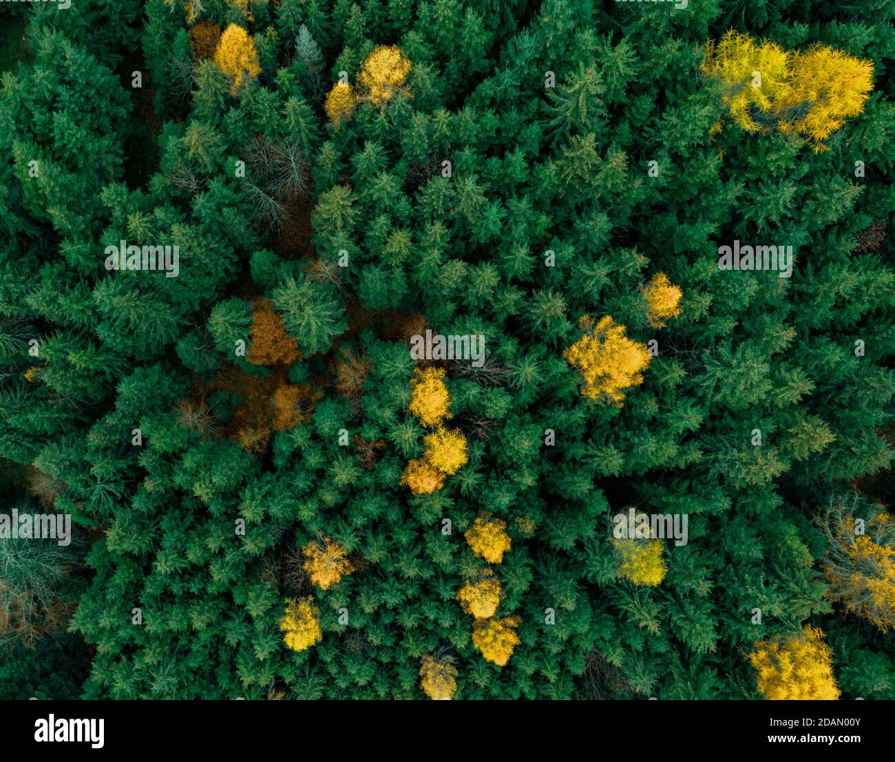 Aerial shot alpine timber forest hi-res stock photography and images ...