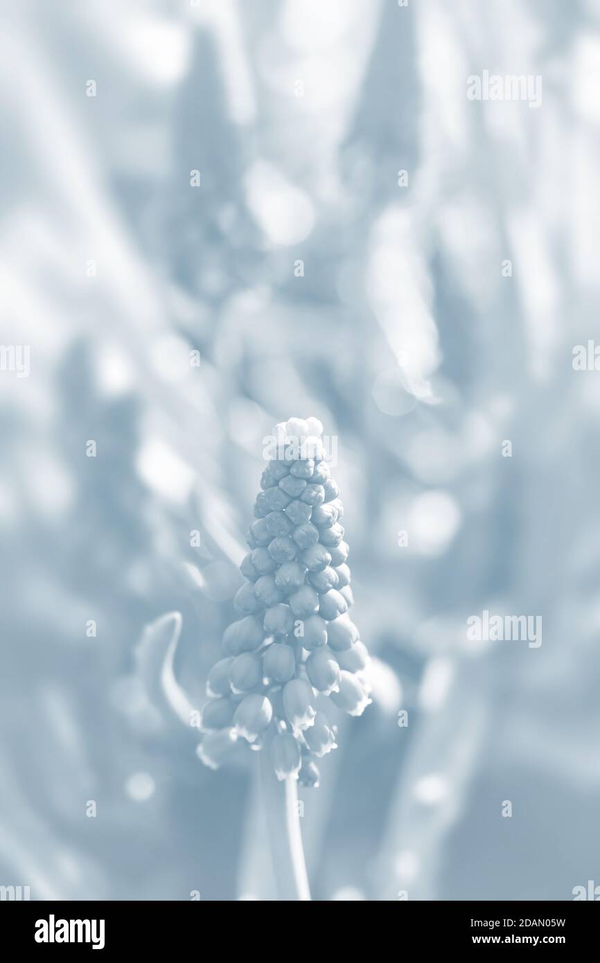 Tender blue muscari flowers in spring garden. Blue flowers. Muscari ...