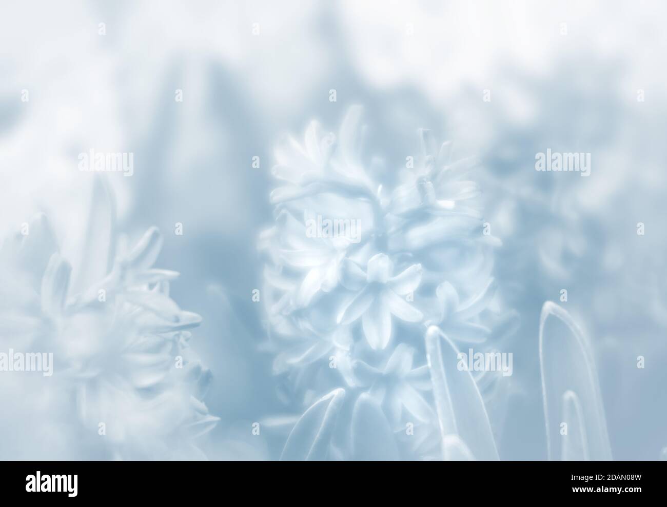 Soft focus image of hyacinth flowers blooming at springtime. Group of ...