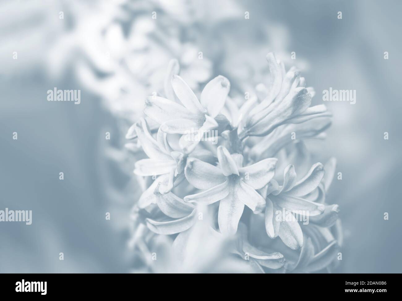 Soft focus image of hyacinth flowers blooming at springtime. Hyacinth ...