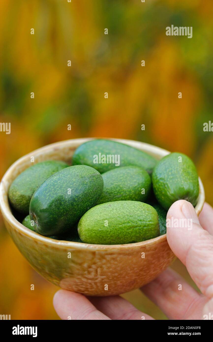 Mini avocado hi-res stock photography and images - Alamy